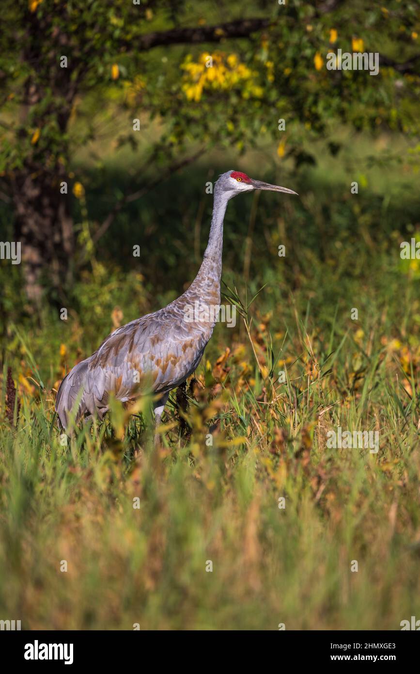 Sandhill crane in northern Wisconsin Stock Photo - Alamy