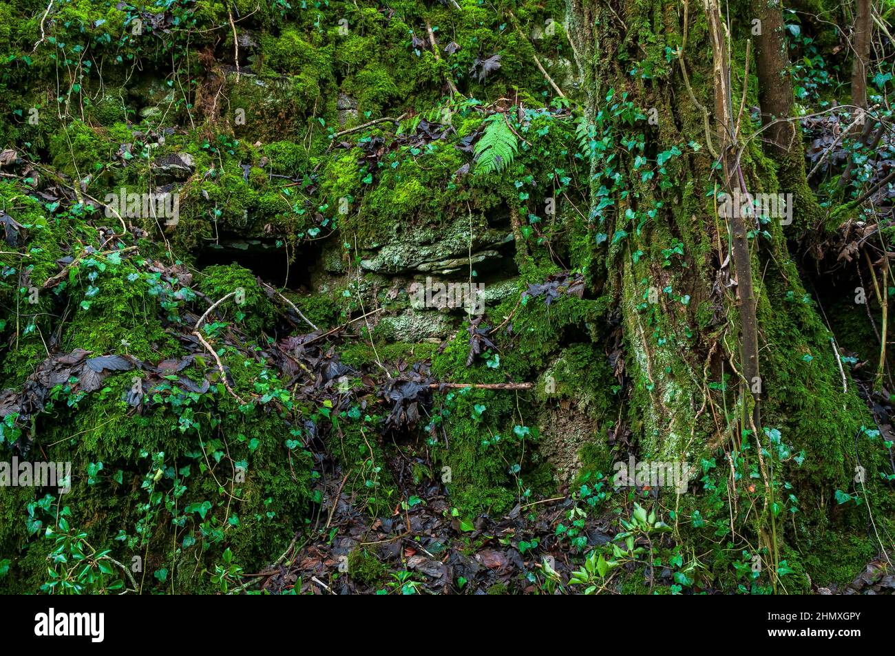 Heavily-overgrown slope and tree with ivy growing over limestone on ...