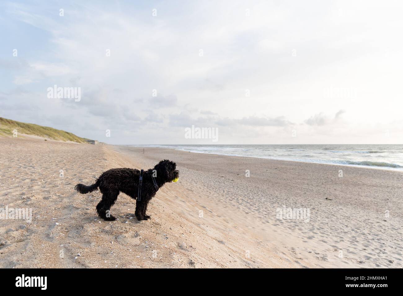 black labradoodle dog on lonesome beach in Jütland, Denmark, yellow ...