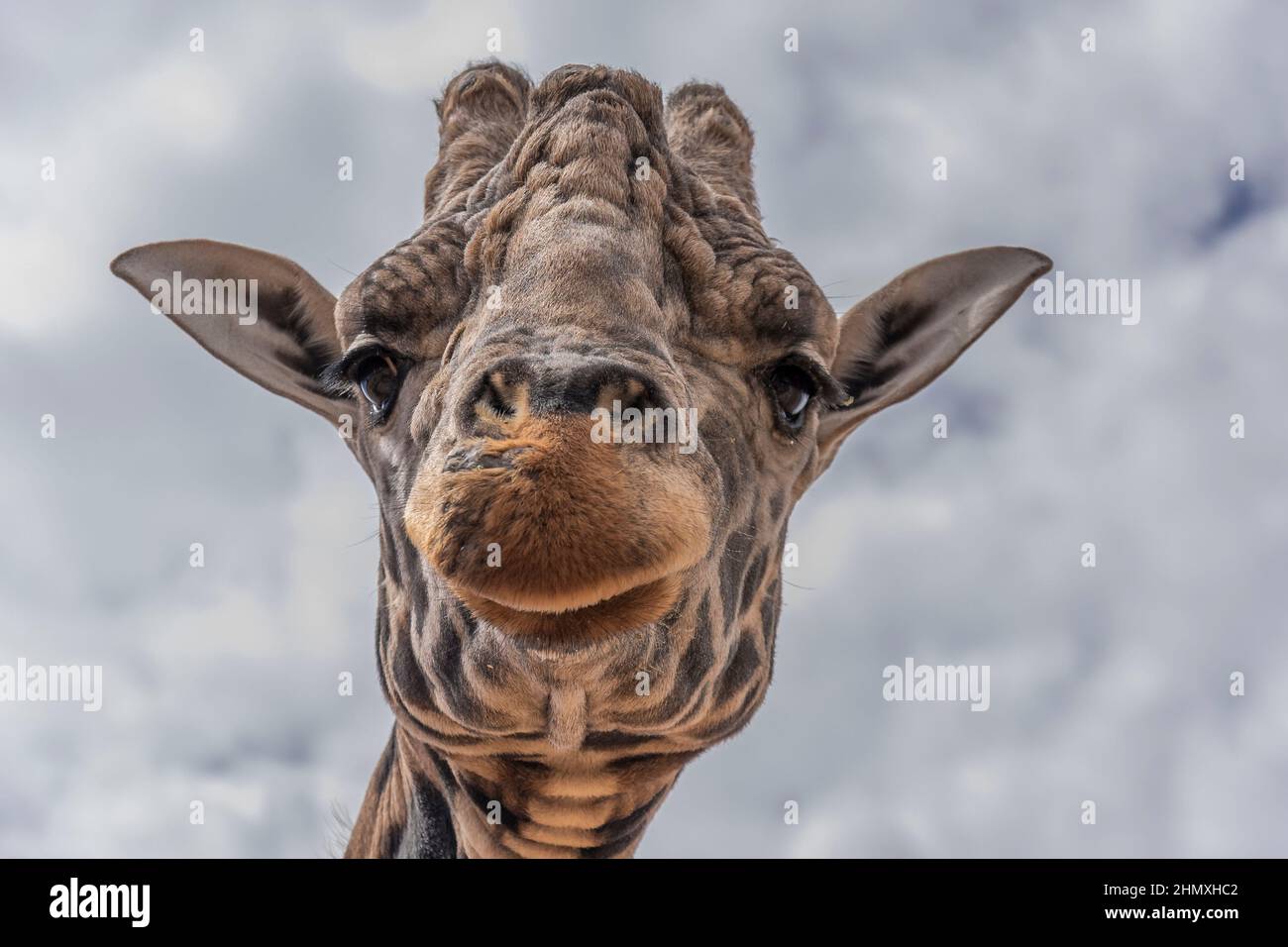 Monarto Safari Zoo, South Australia. Giraffes Stock Photo - Alamy