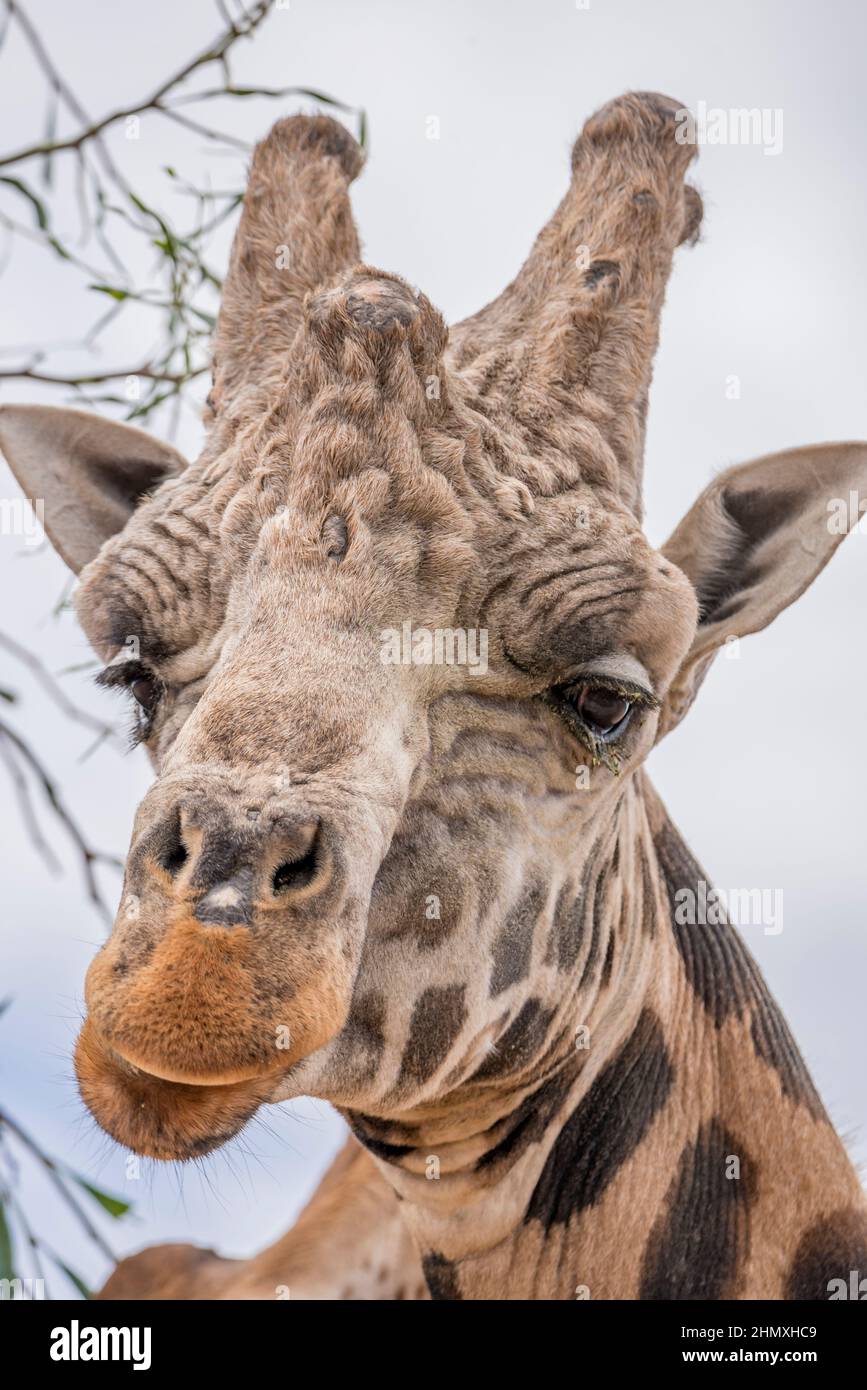 Monarto Safari Zoo, South Australia. Giraffes Stock Photo - Alamy