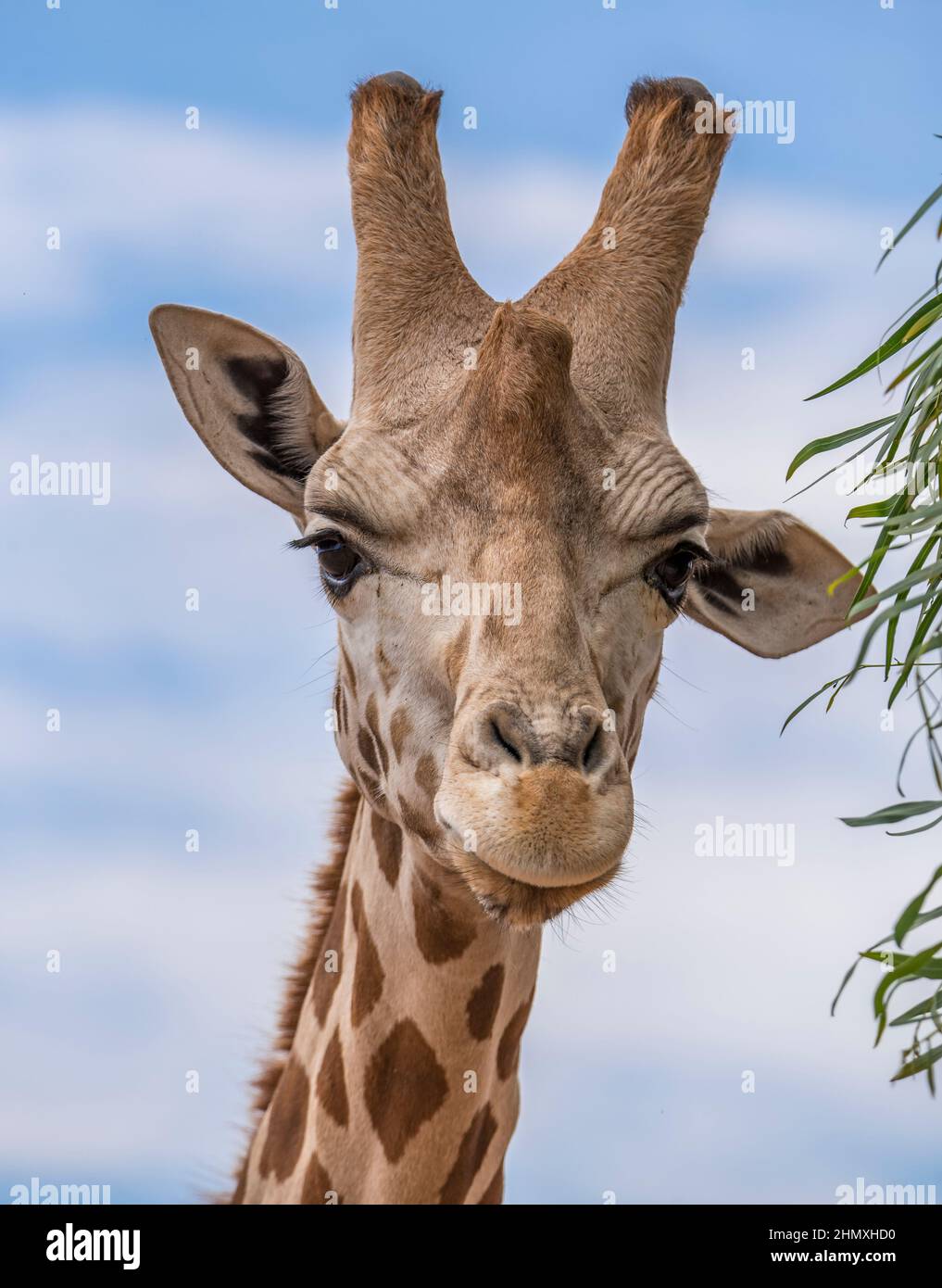 Monarto Safari Zoo, South Australia. Giraffes Stock Photo - Alamy