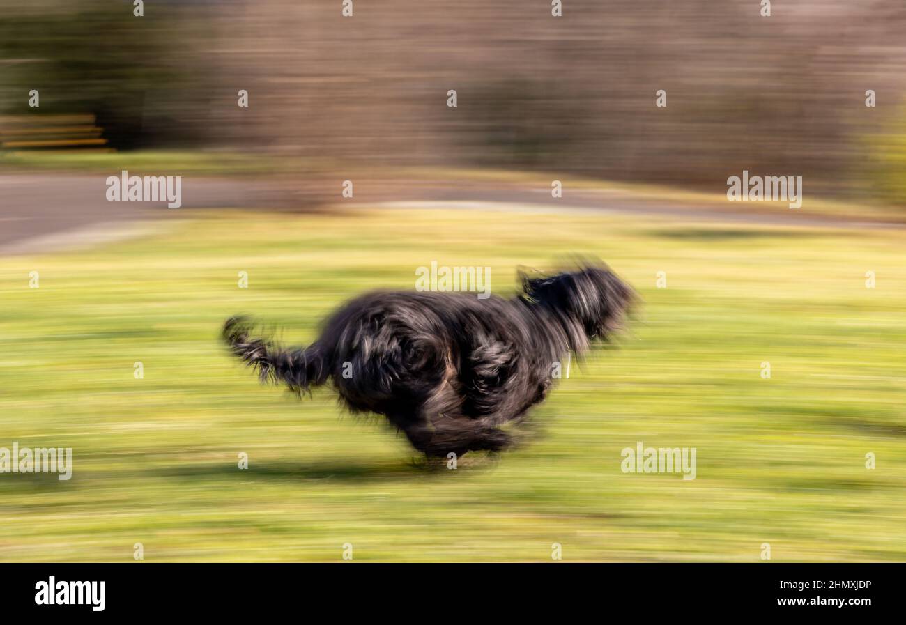 A young black labradoodle dog is running on a green meadow. Full motion ...