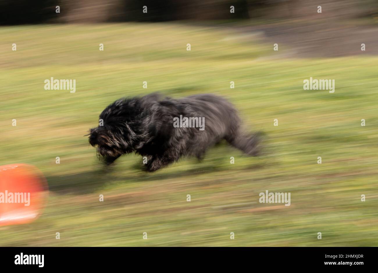 A young black labradoodle dog is running on a green meadow. Full motion ...