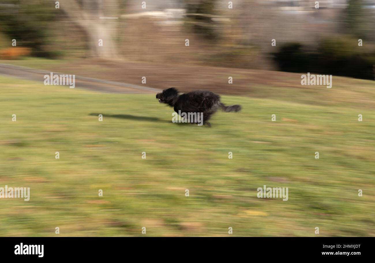 A young black labradoodle dog is running on a green meadow. Full motion ...