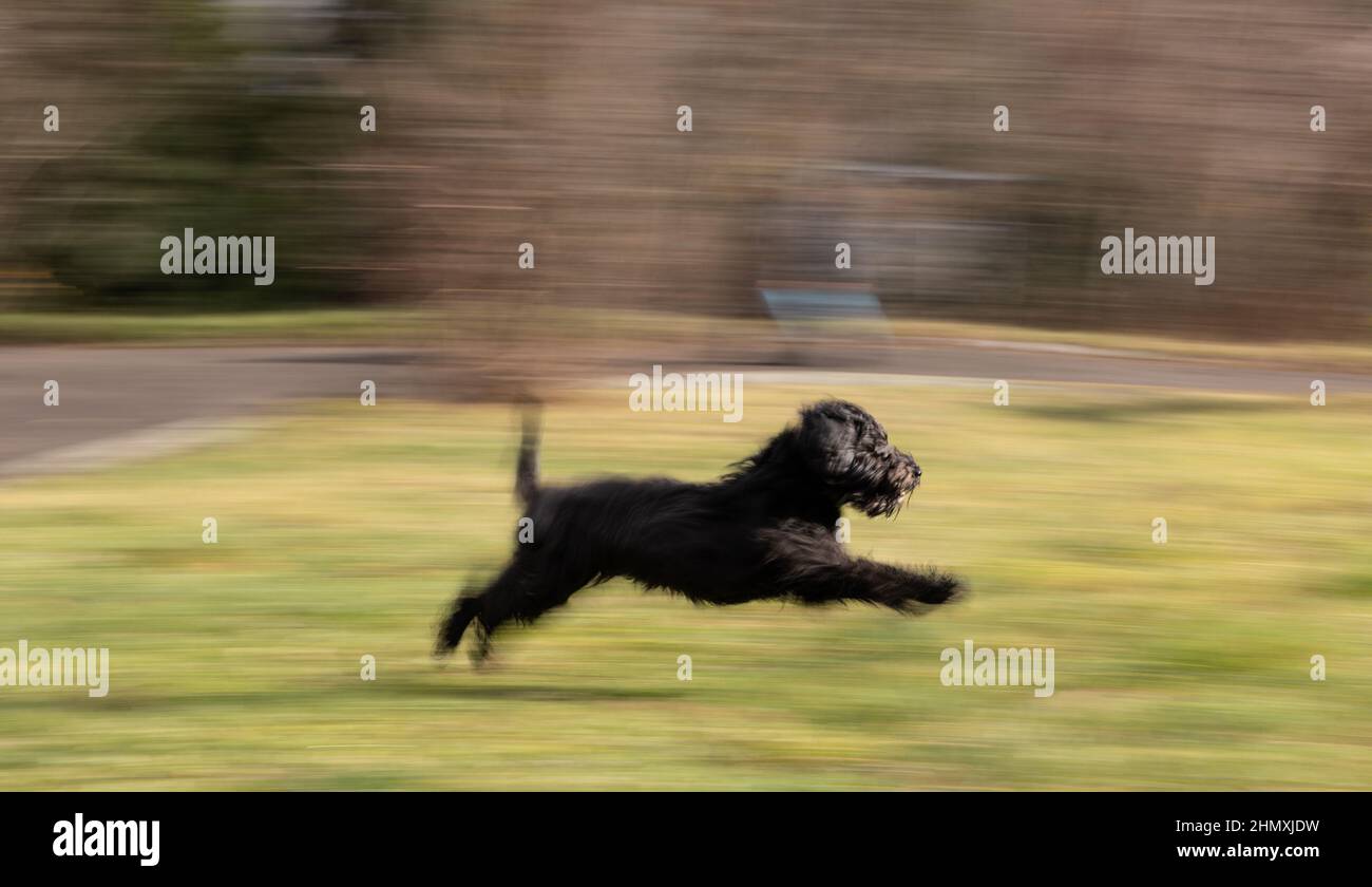 A young black labradoodle dog is running on a green meadow. Full motion ...