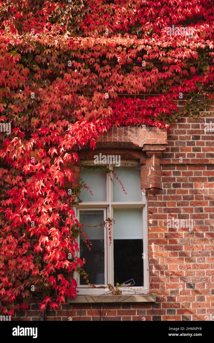 Half covered leaf hi-res stock photography and images - Alamy