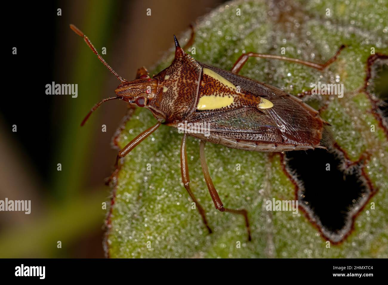 Adult Stink Bug of the Genus Oebalus Stock Photo - Alamy