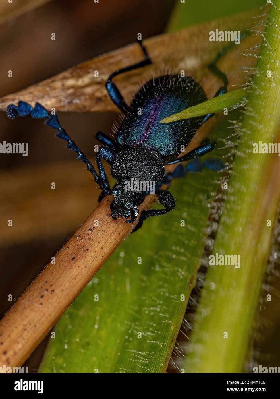 Comb clawed darkling beetles hi-res stock photography and images - Alamy