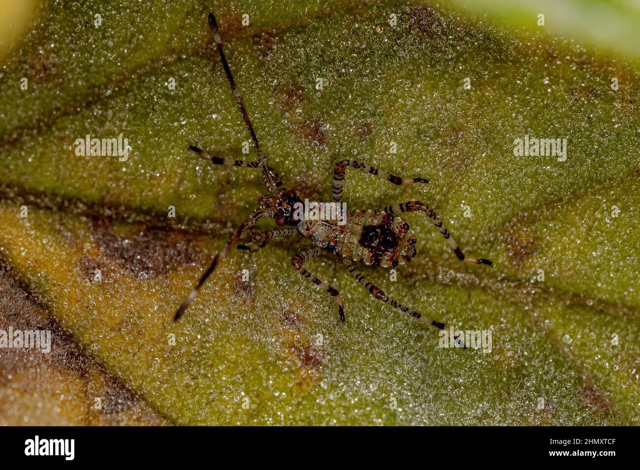 Leaf-footed Bug Nymph of the Family Coreidae Stock Photo - Alamy