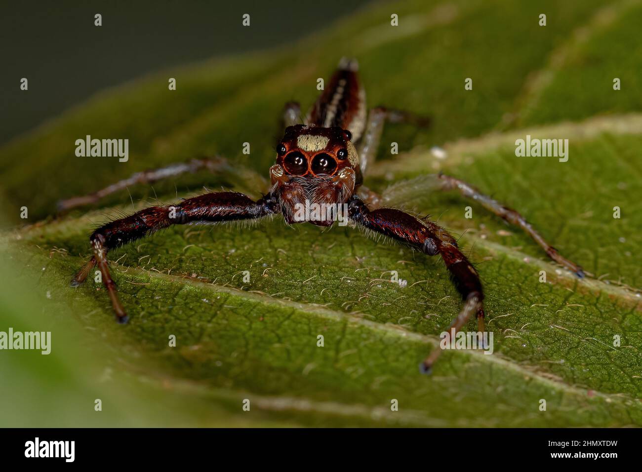 Male Adult Jumping Spider of the Genus Asaracus Stock Photo - Alamy