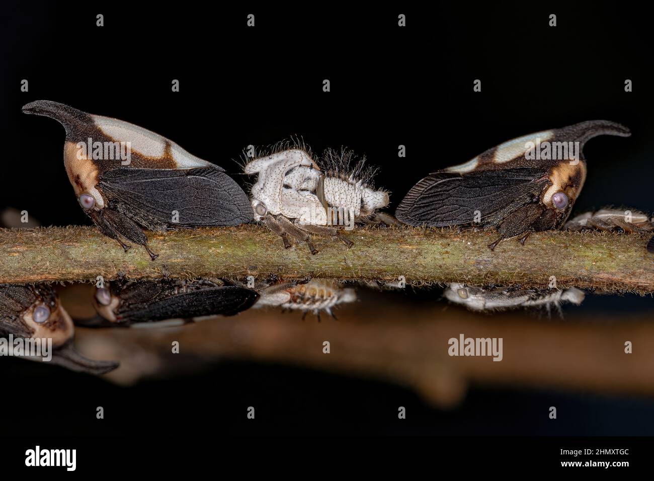 Adults and nymphs of Typical Treehoppers insects of the tribe ...