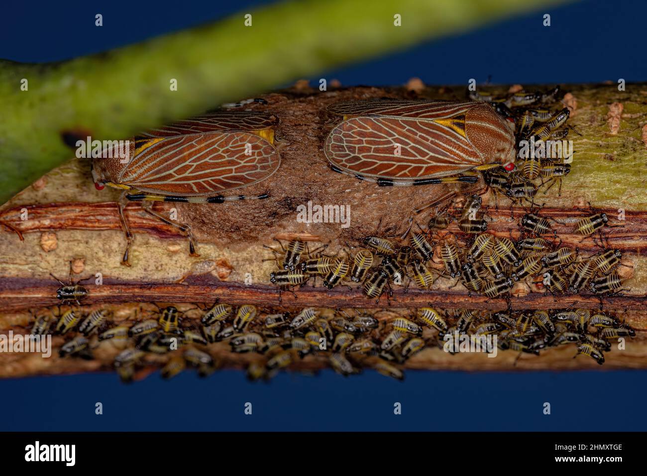 Adult Aetalionid Treehoppers of the species Aetalion reticulatum with ...