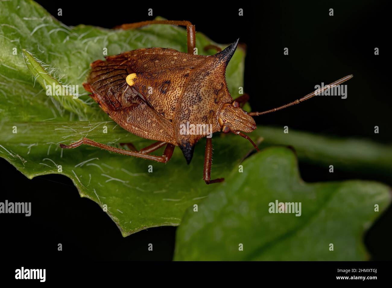 Adult Stink bug of the genus Euschistus Stock Photo - Alamy
