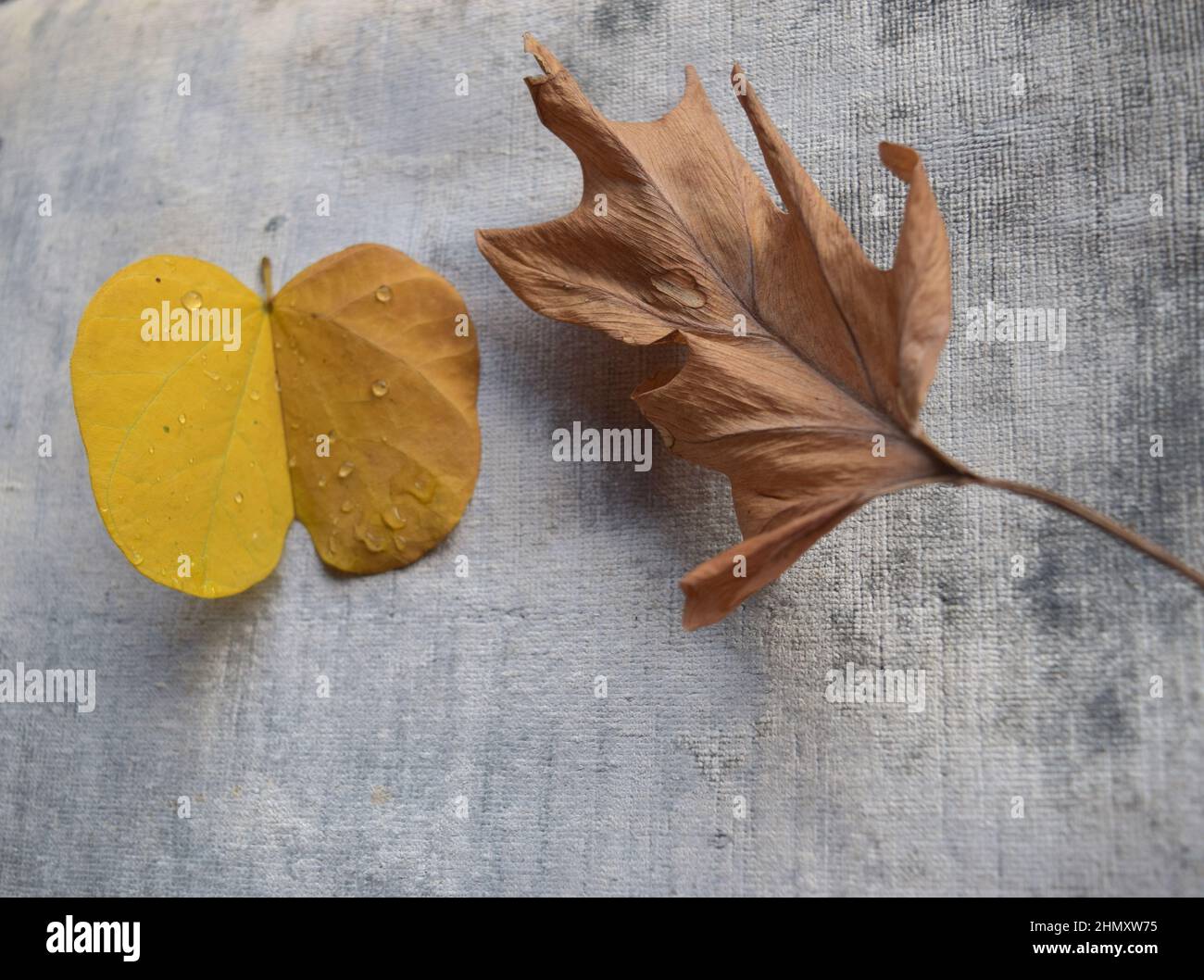 Whimsical Autumn leaves in Australia Stock Photo - Alamy