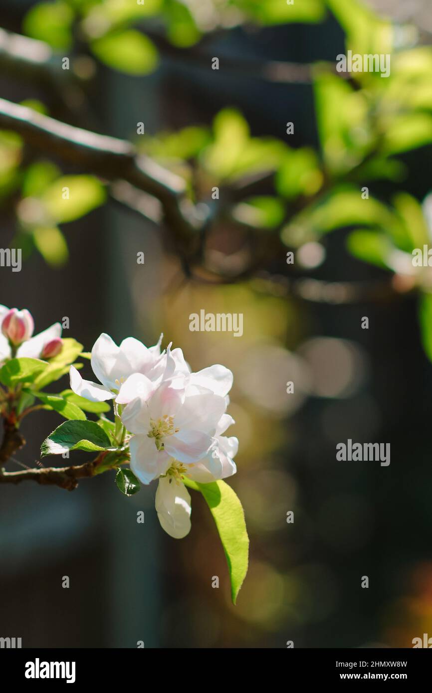 A branch of Apple tree flower under the sun rays Stock Photo - Alamy
