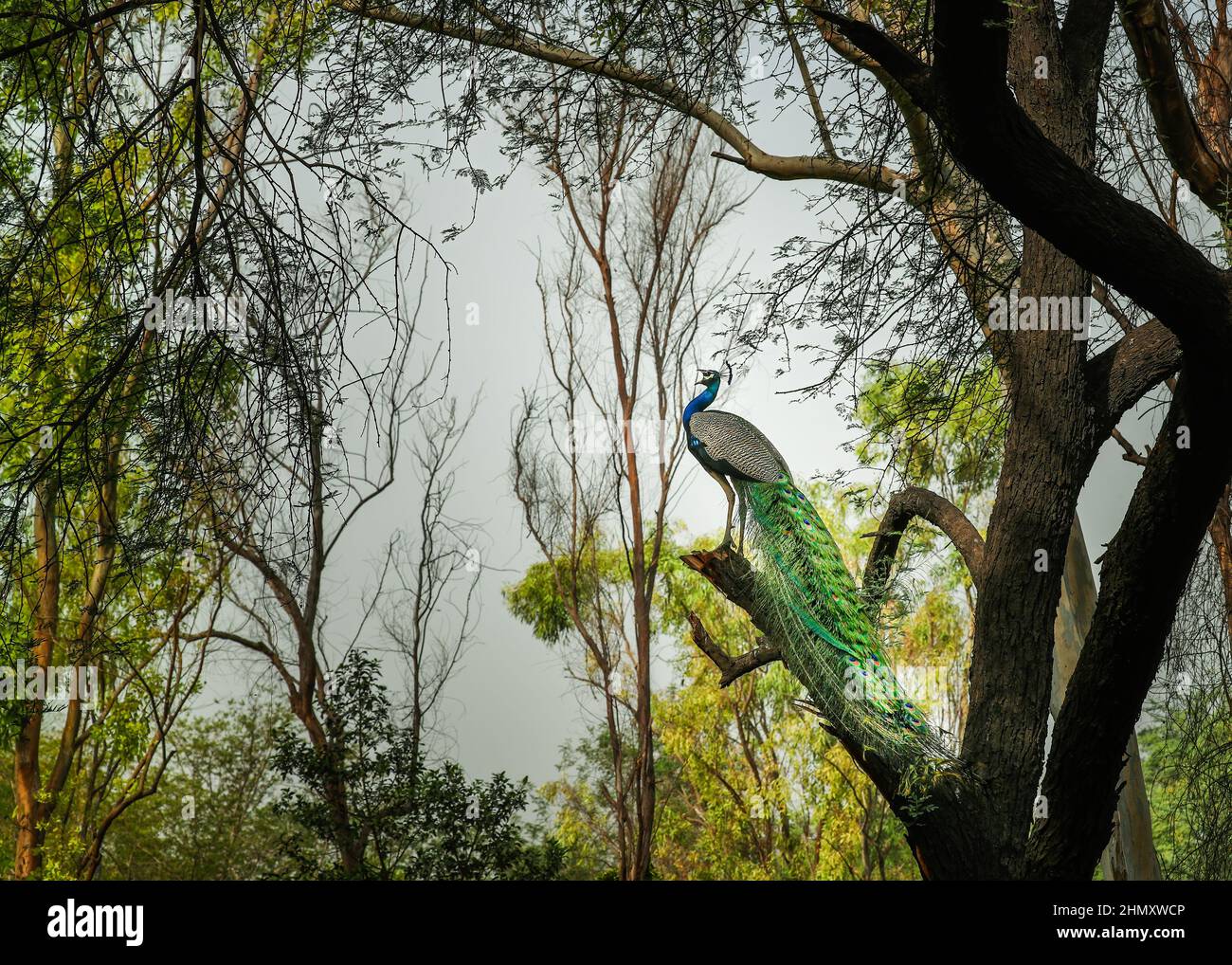 Calling peacock hi-res stock photography and images - Alamy