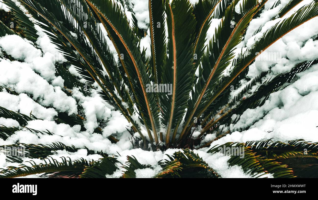Palm tree snow winter hi-res stock photography and images - Alamy