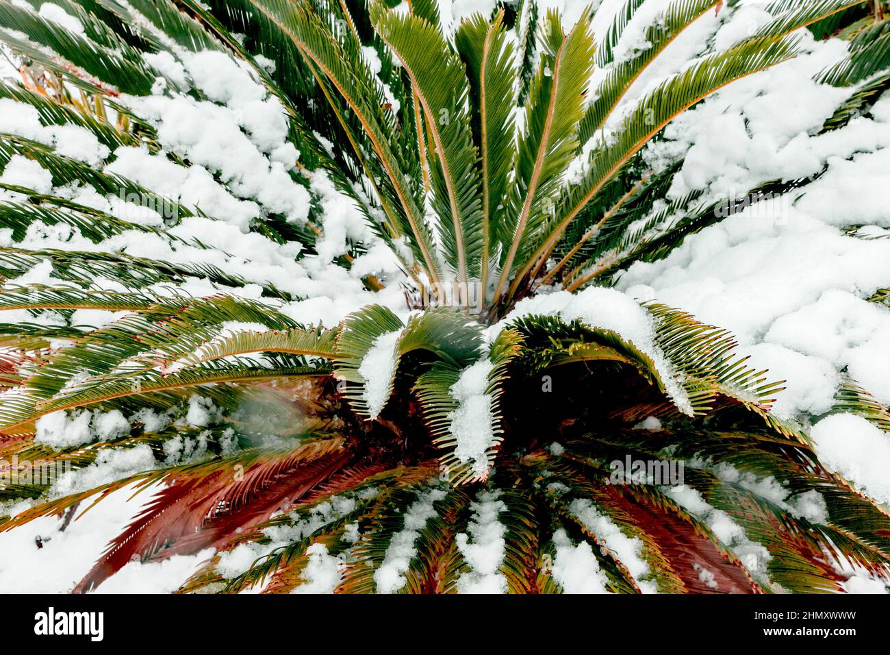 Palm tree snow winter hi-res stock photography and images - Alamy