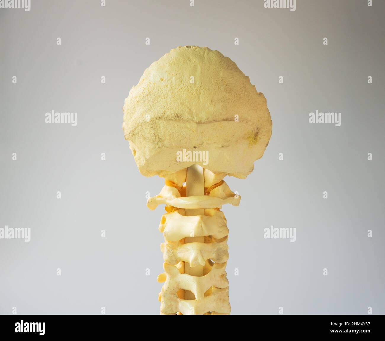 Human anatomy back view hi-res stock photography and images - Alamy