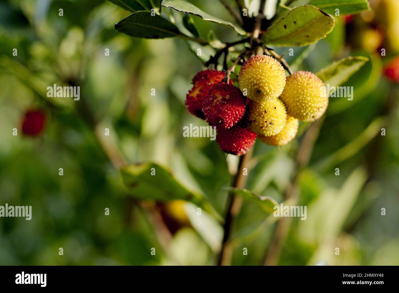 Fruits of strawberry tree (medronho in Portuguese), fully rippen and ...