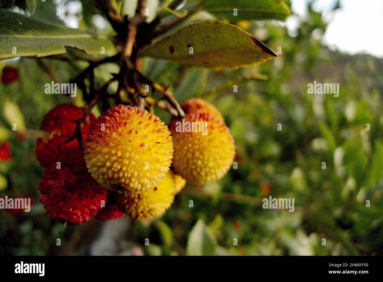 Fruits of strawberry tree (medronho in Portuguese), fully rippen and ...