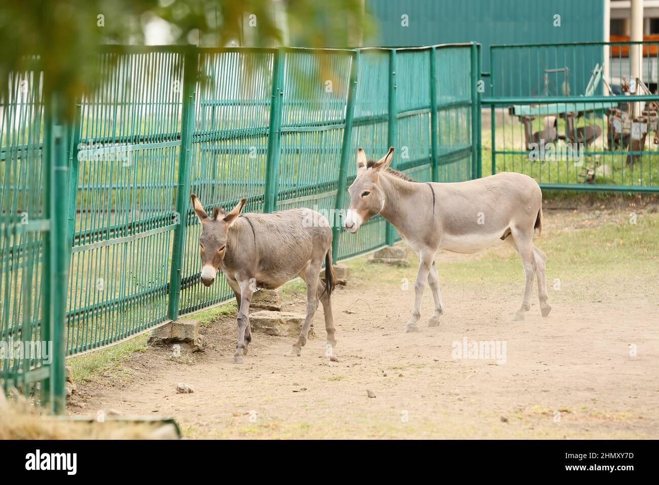 Grey donkeys in zoological garden Stock Photo - Alamy