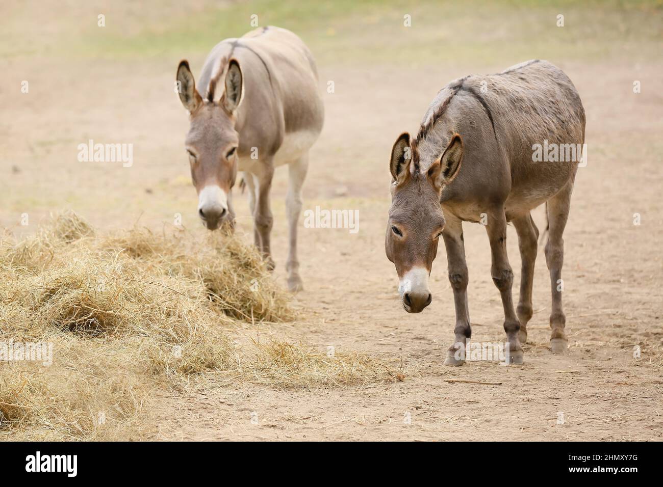 Grey donkeys in zoological garden Stock Photo - Alamy