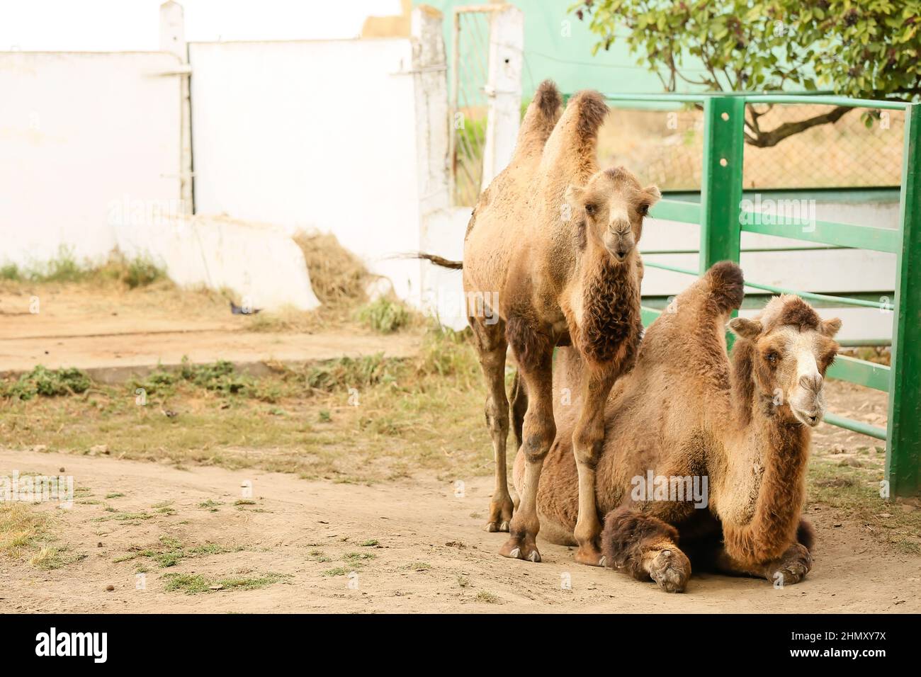 Two-humped camels in zoological garden Stock Photo - Alamy
