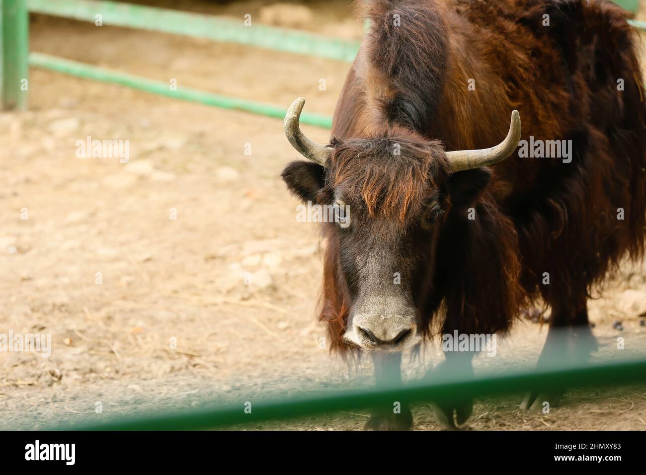 Cute yak in zoological garden Stock Photo - Alamy