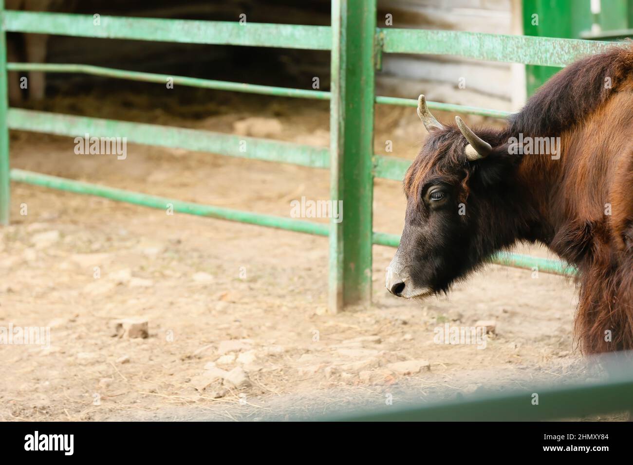 Cute yak hi-res stock photography and images - Alamy