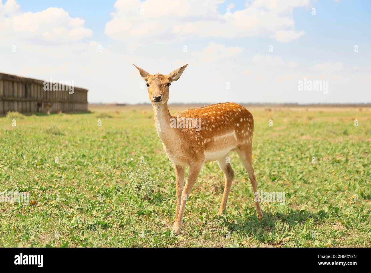 Beautiful deer in wildlife sanctuary Stock Photo - Alamy