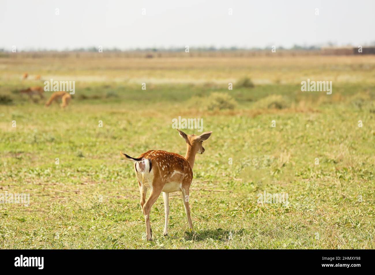 Beautiful deer in wildlife sanctuary Stock Photo - Alamy