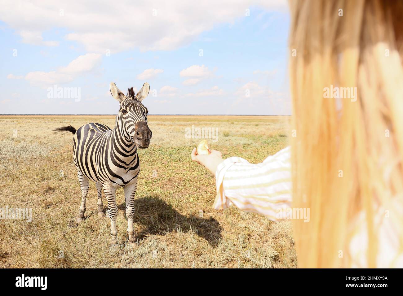 Female tourist feeding beautiful zebra in wildlife sanctuary Stock ...
