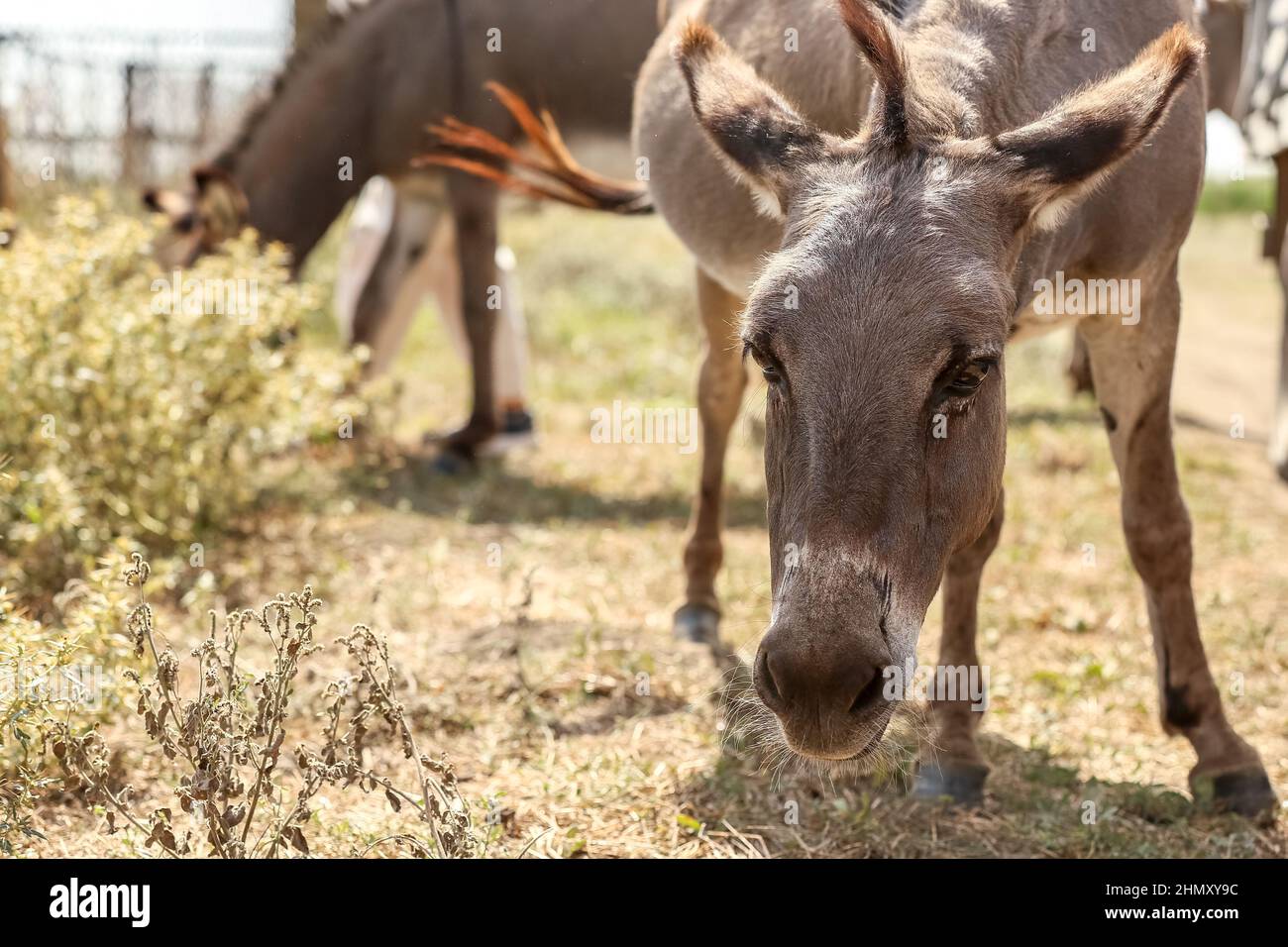 Grey donkey in wildlife sanctuary Stock Photo - Alamy