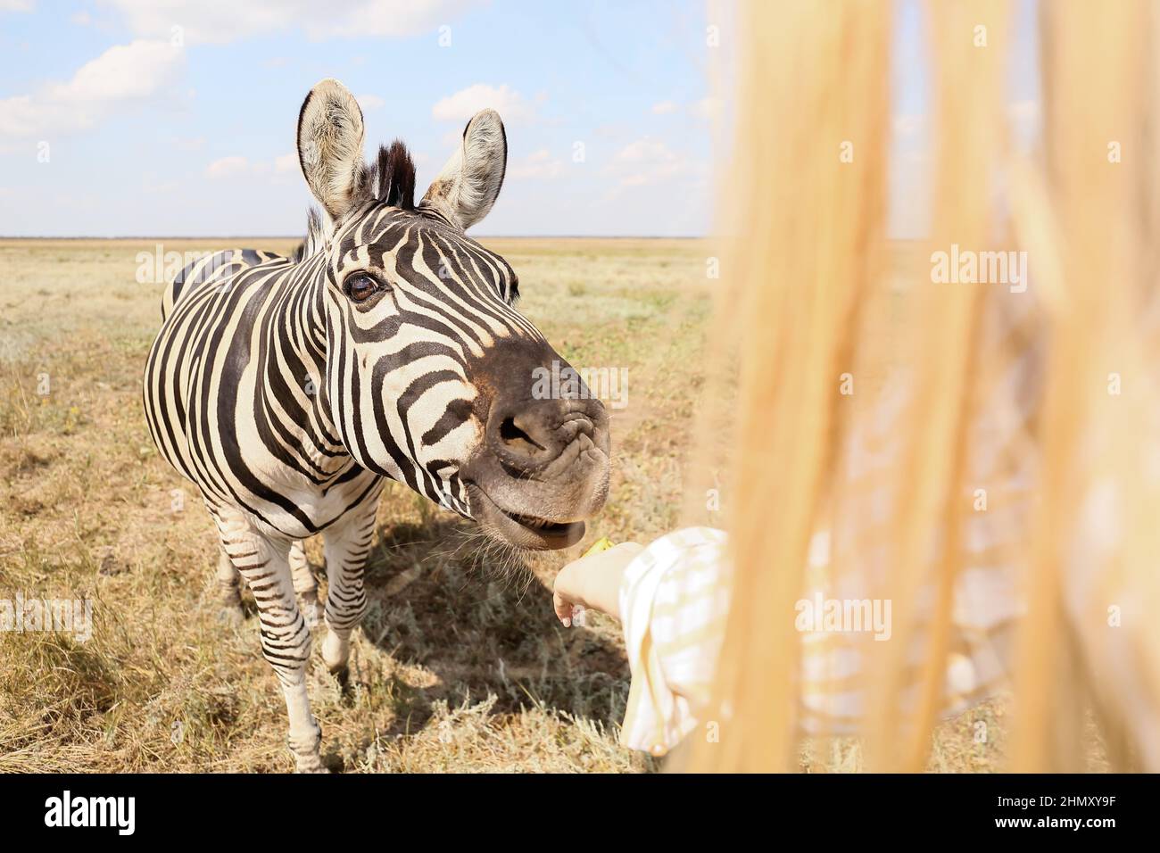 Beautiful woman in zoological hi-res stock photography and images - Alamy