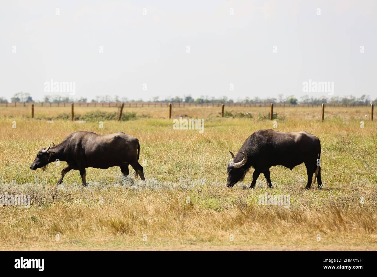 Big bulls in wildlife sanctuary Stock Photo - Alamy