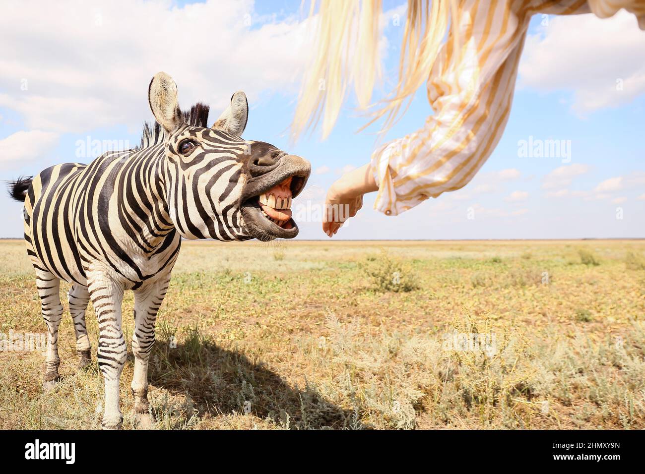 Female tourist feeding beautiful zebra in wildlife sanctuary Stock ...
