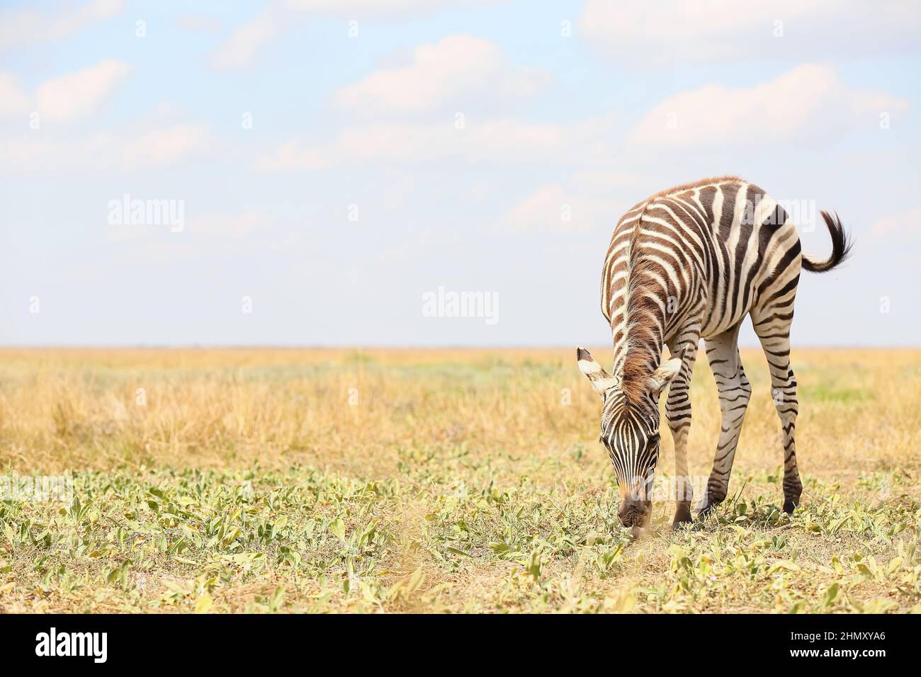 Beautiful zebra in wildlife sanctuary Stock Photo - Alamy