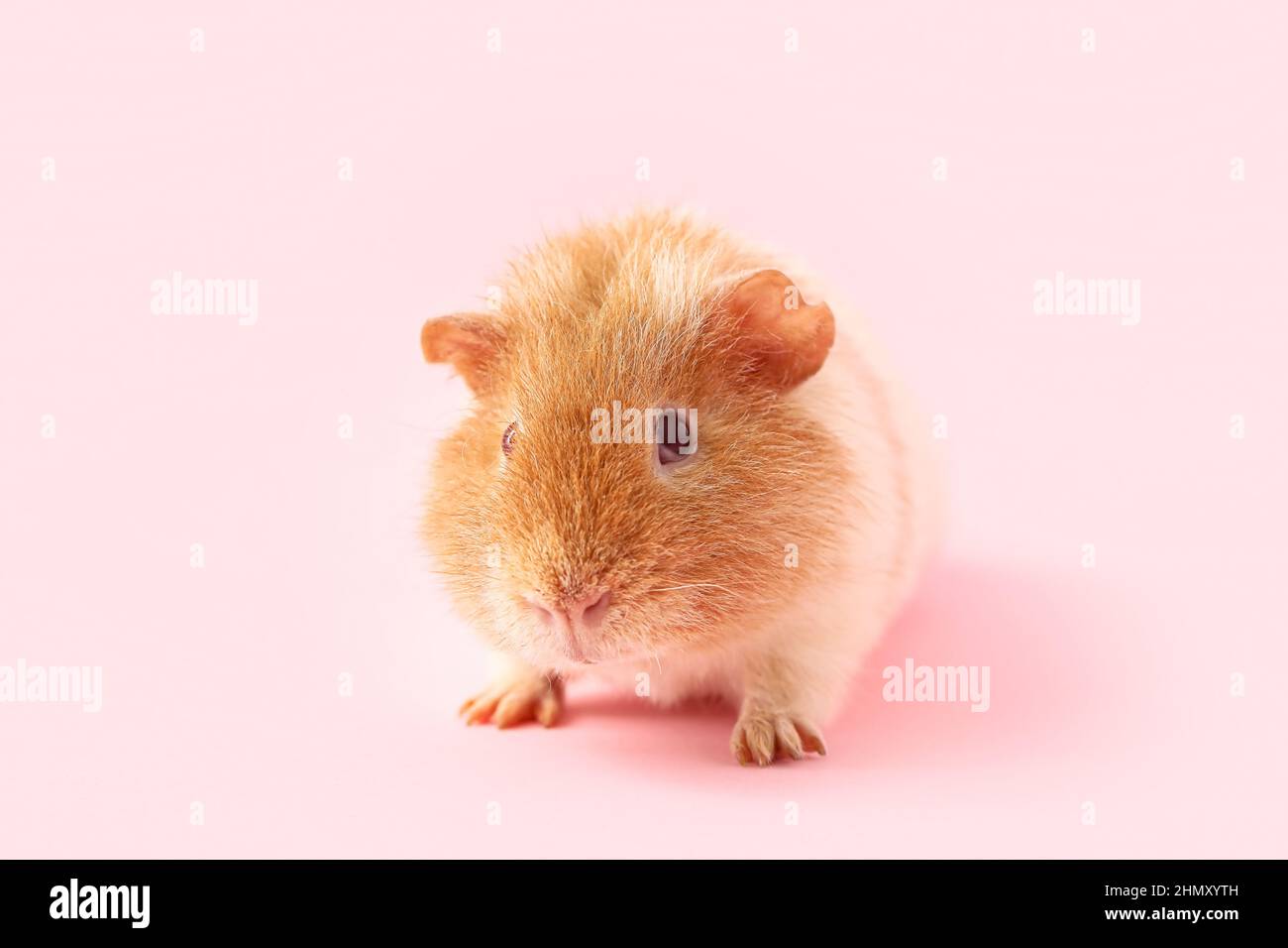 Funny Guinea pig on pink background Stock Photo - Alamy
