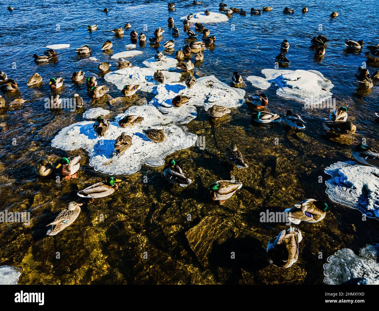 A cold icy day outside but the ducks are out on the ice Stock Photo - Alamy