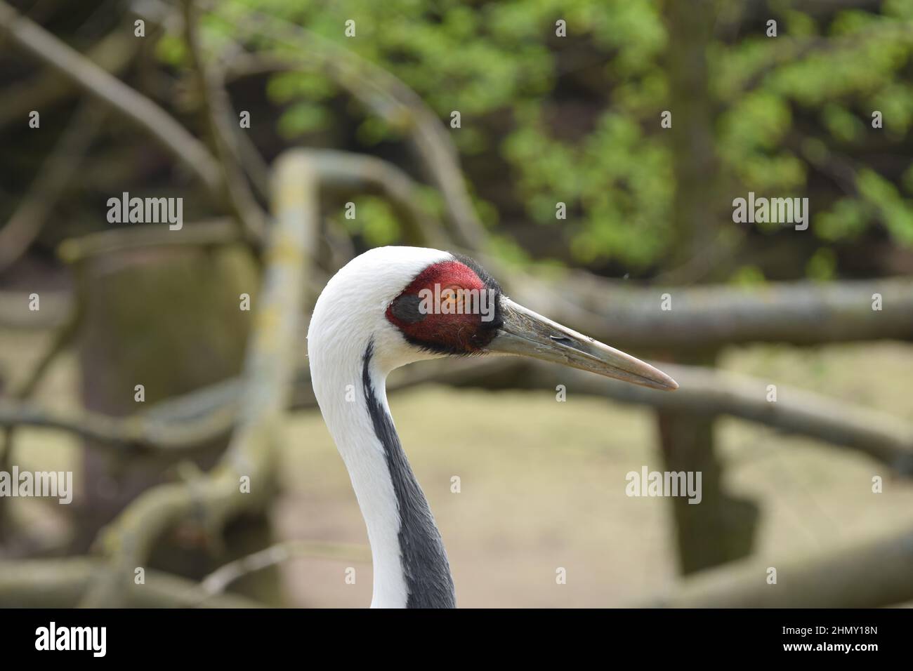 Closeup shot of the head of a long nick bird with blurred background ...