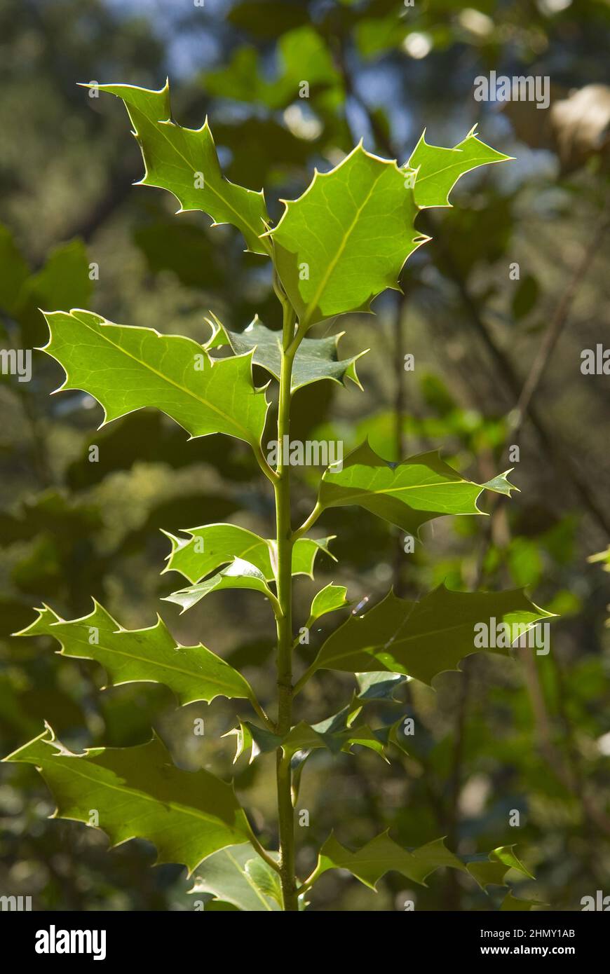 Closeup of prickly dark green leaves of Holly plant in the forest in ...