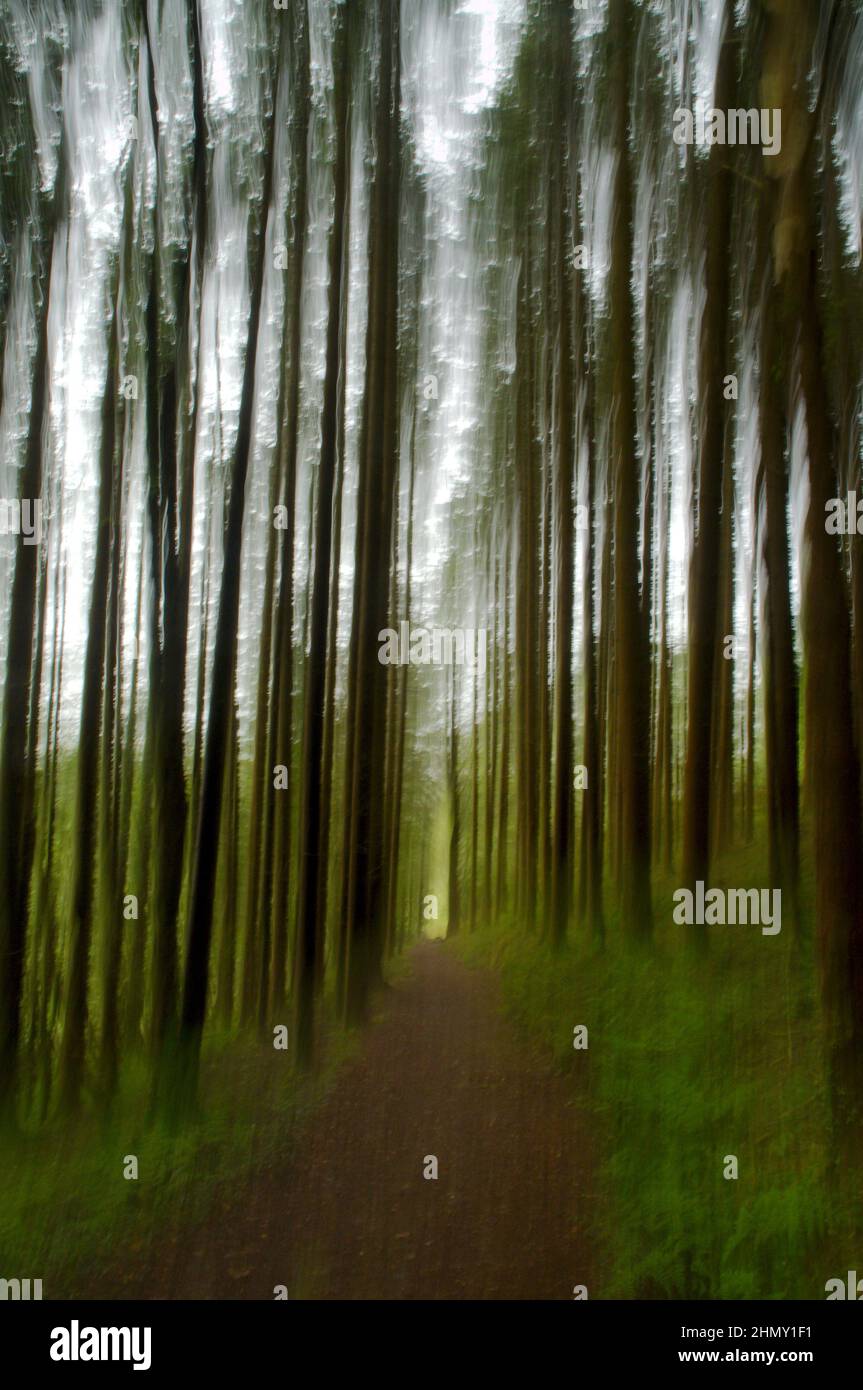 Trees in an Irish wood Stock Photo - Alamy