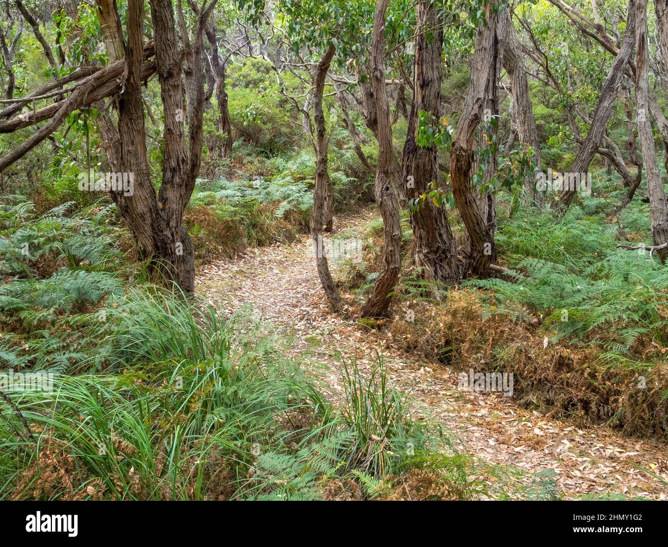 Track above Wreck Beach on the Great Ocean Walk - Princetown, Victoria ...