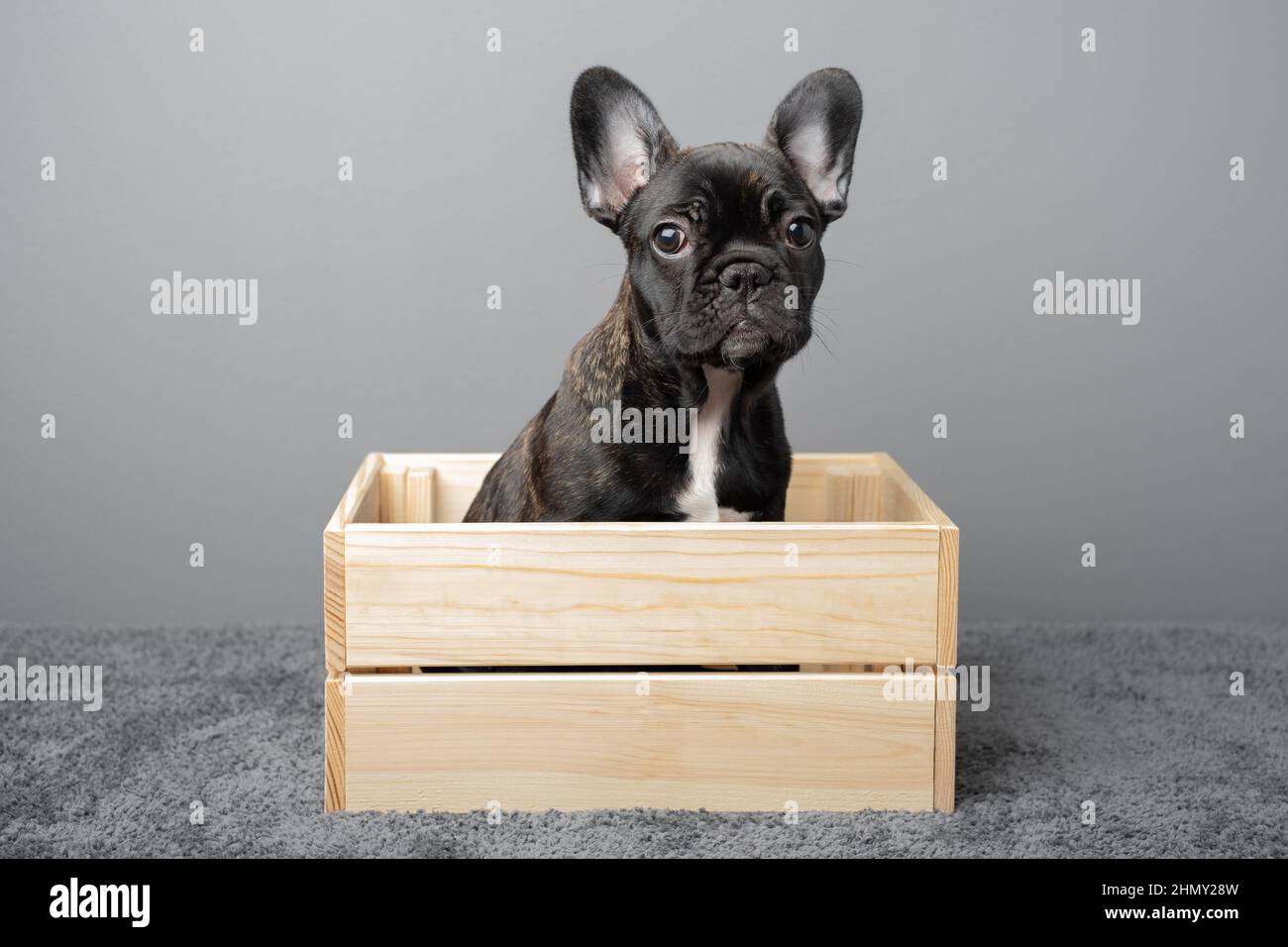 Female Puppy of French Bulldog in wooden crate box storage container ...