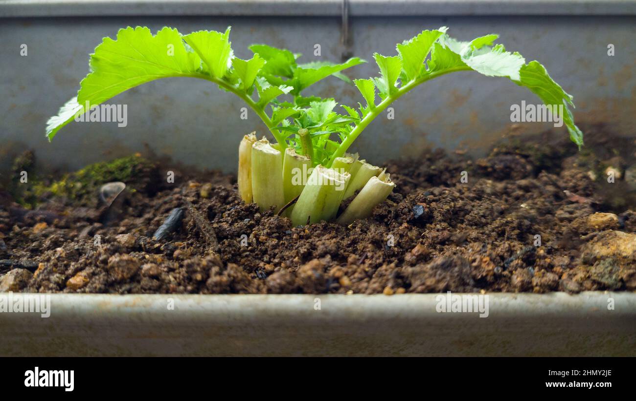 small radish plant grow outdoor, regrow from kitchen leftover ...