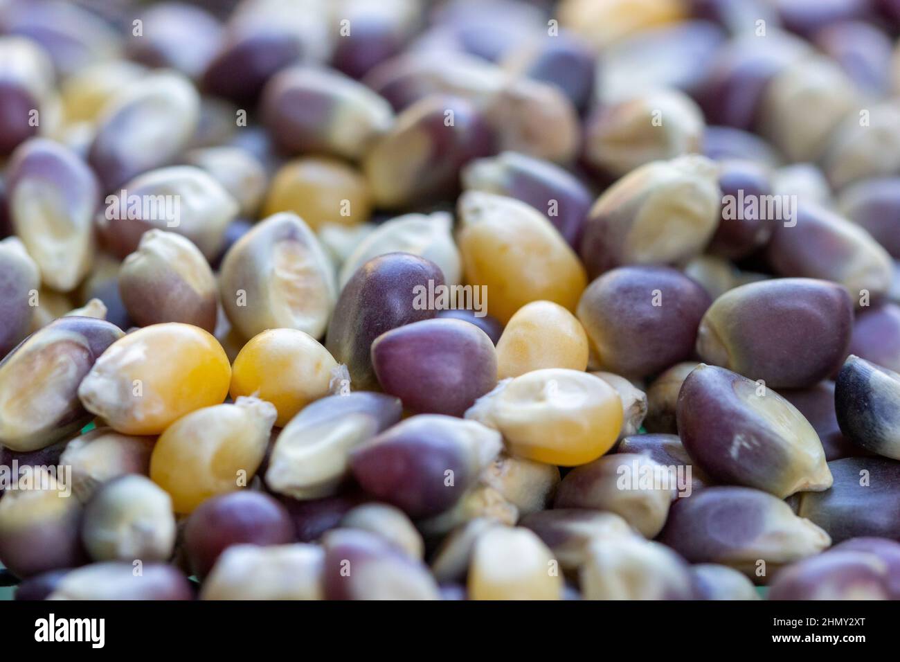 Popping dry seeds hi-res stock photography and images - Alamy