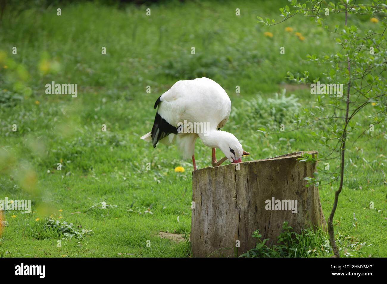 Shot of white bird digging in a big piece cut from tree Stock Photo - Alamy