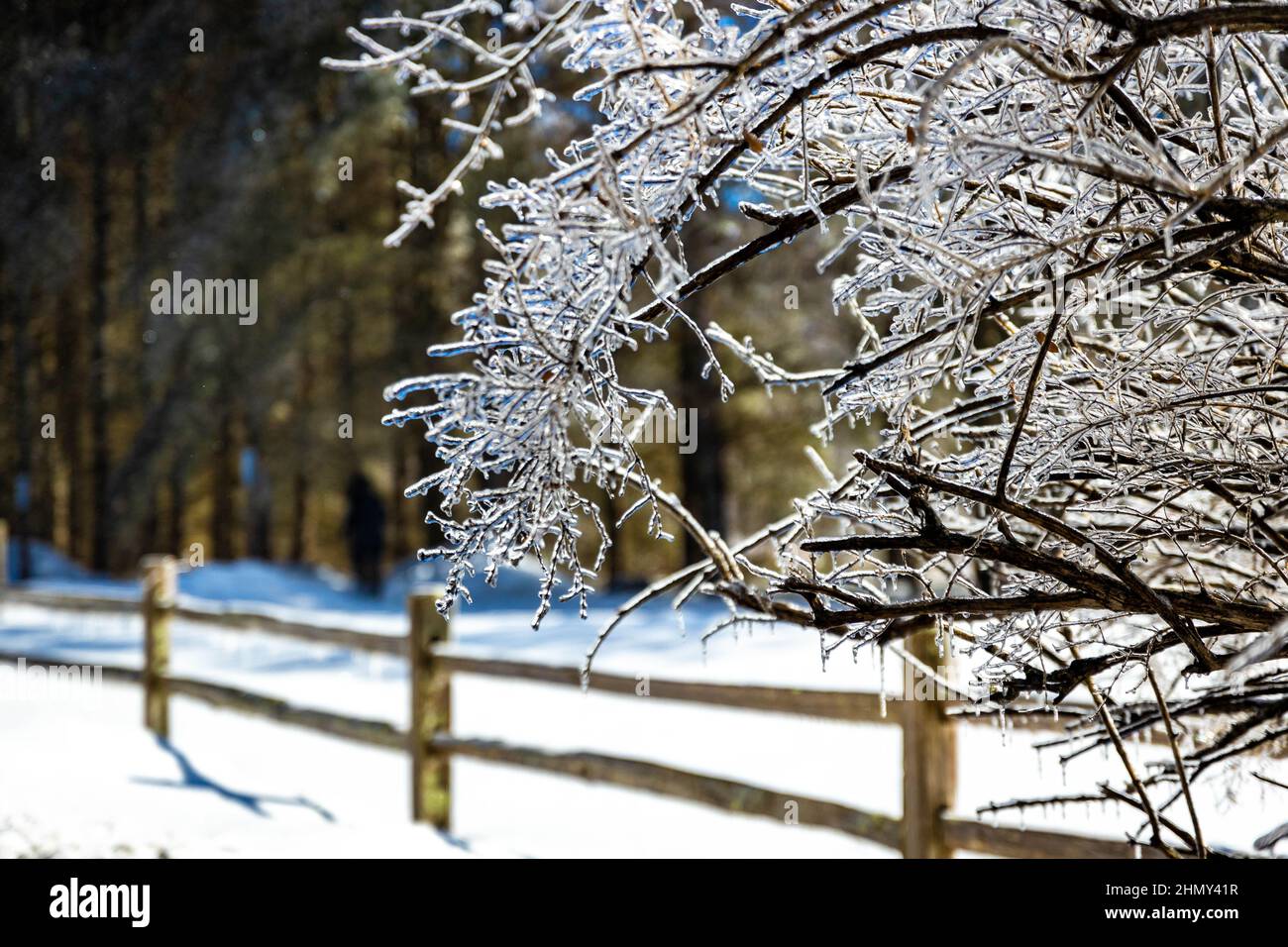 Beautiful silver ice glazed tree after snowstorm rain winter day Stock ...